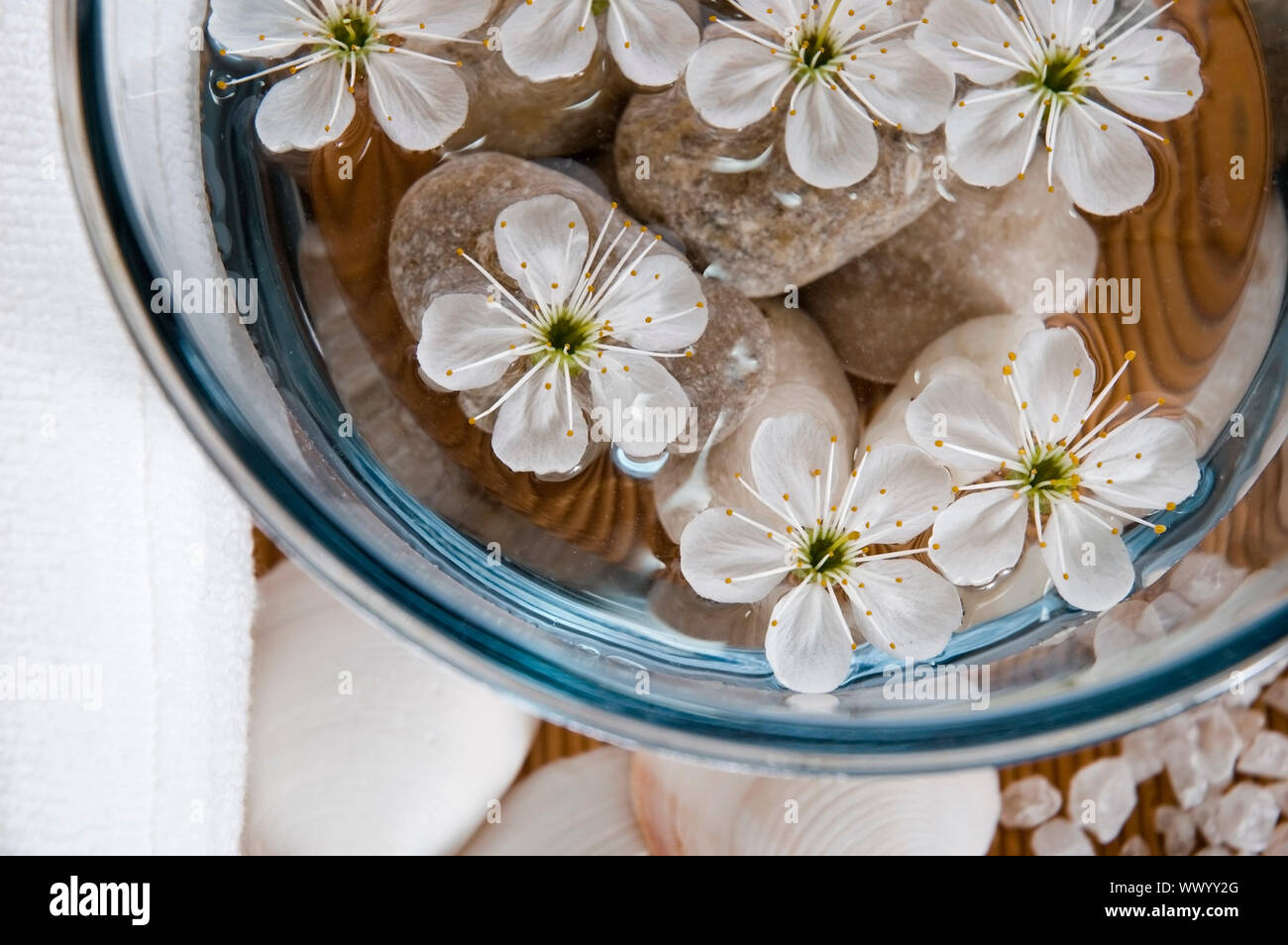 Shell like flowers hi-res stock photography and images - Alamy