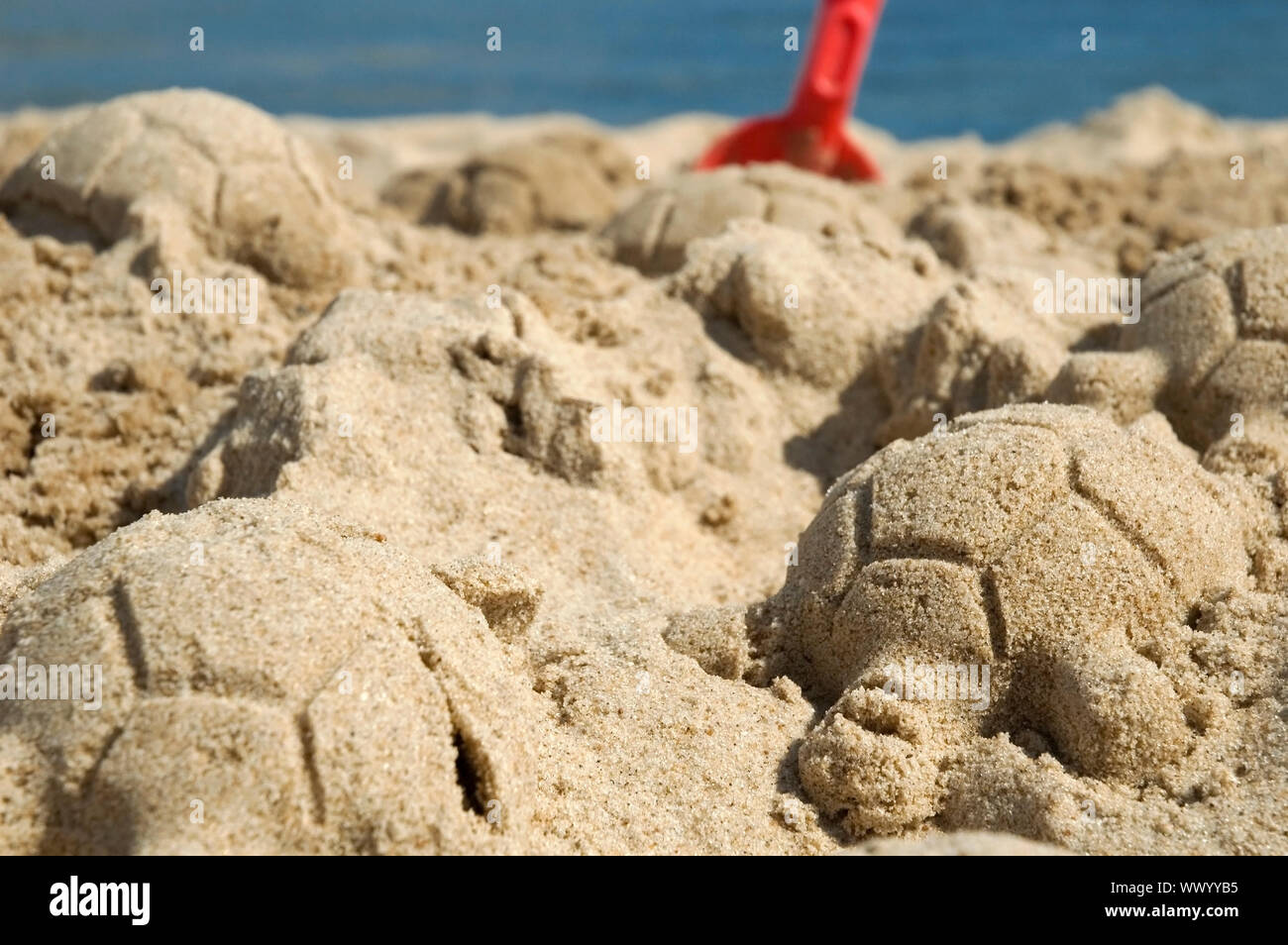 Mother sea turtles hi-res stock photography and images - Alamy