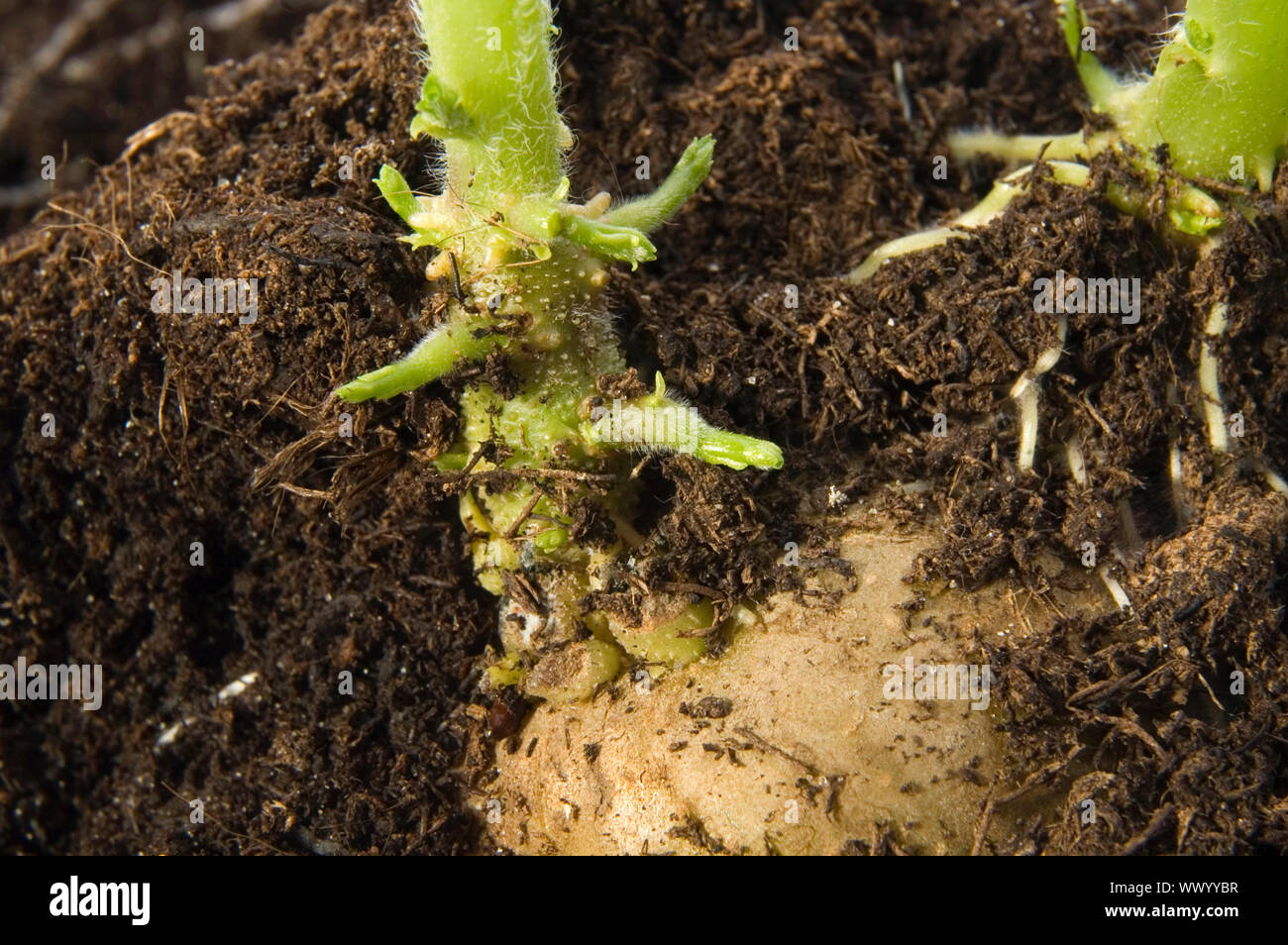 growing potato. baby plant Stock Photo - Alamy