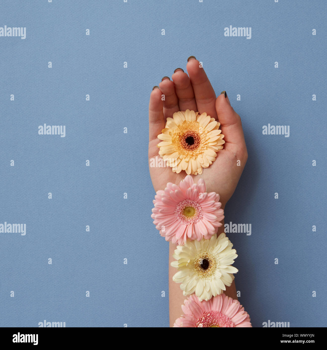 The girl's hand is decorated with colorful gerberas on a blue paper ...