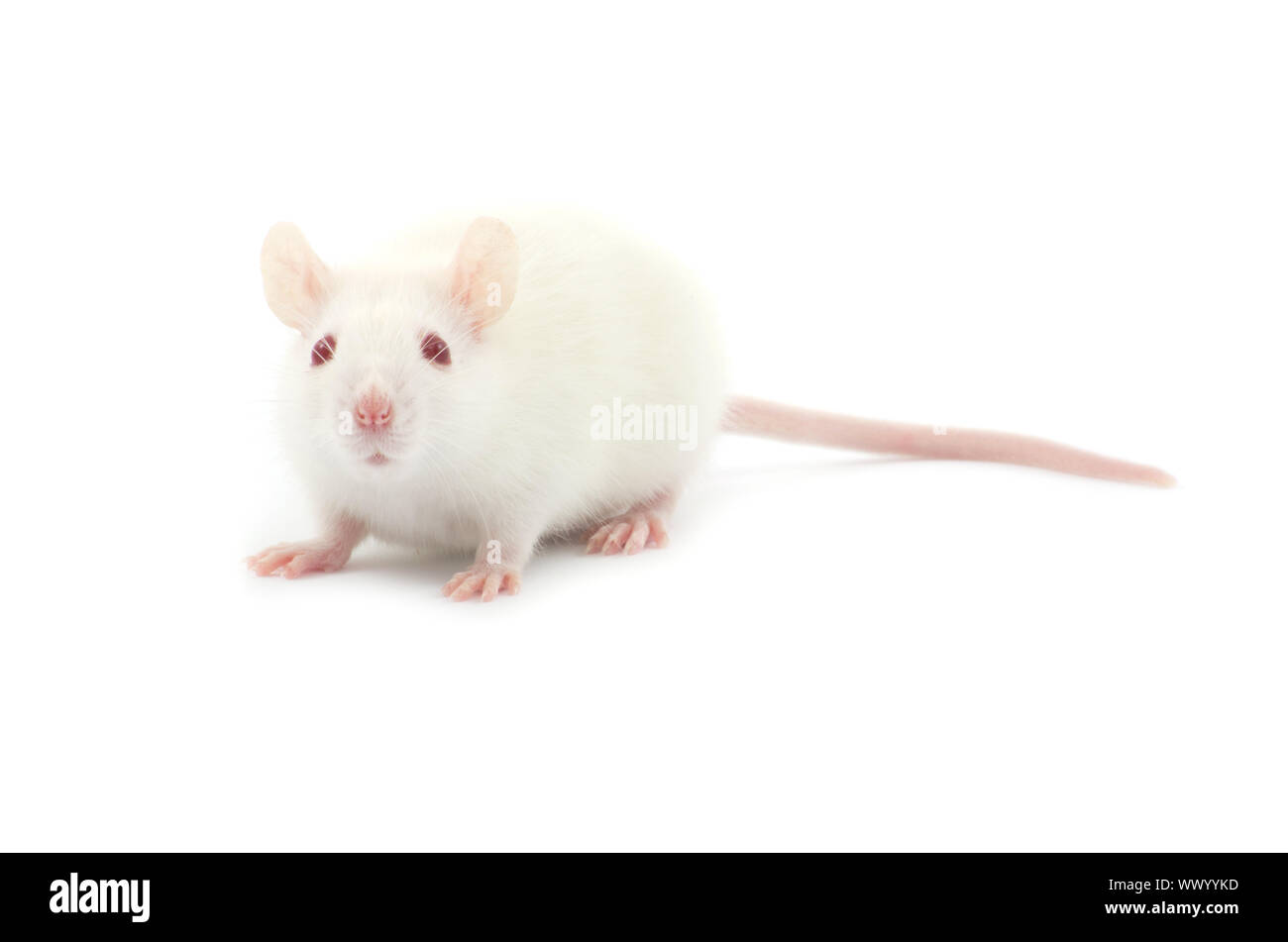 white rat isolated on white background Stock Photo - Alamy