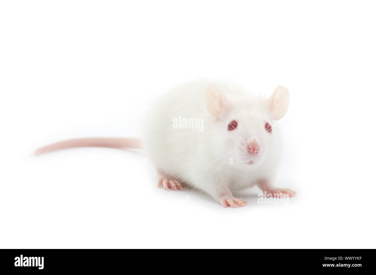 white rat isolated on white background Stock Photo - Alamy