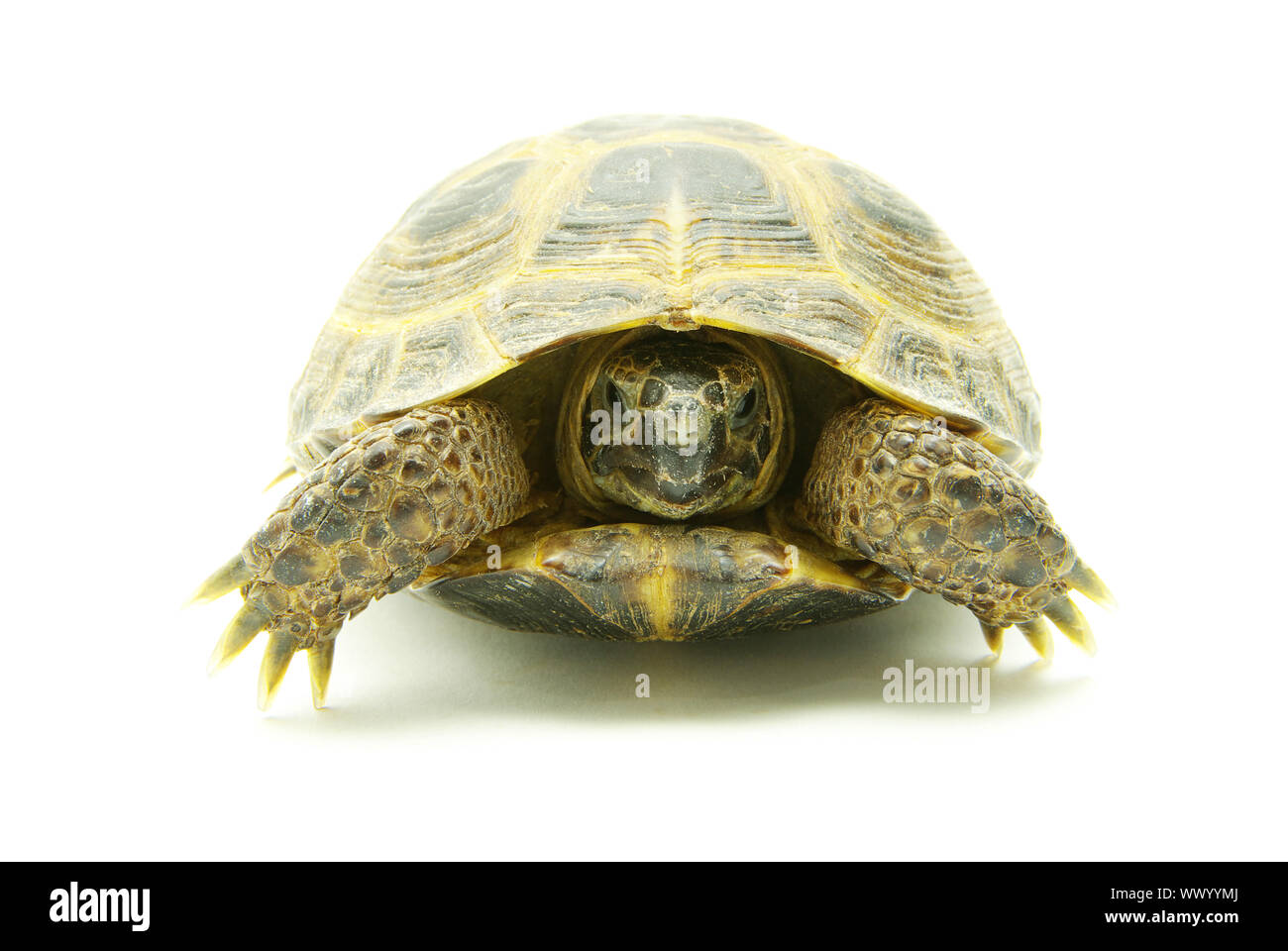 Reptile turtle isolated on white Stock Photo - Alamy