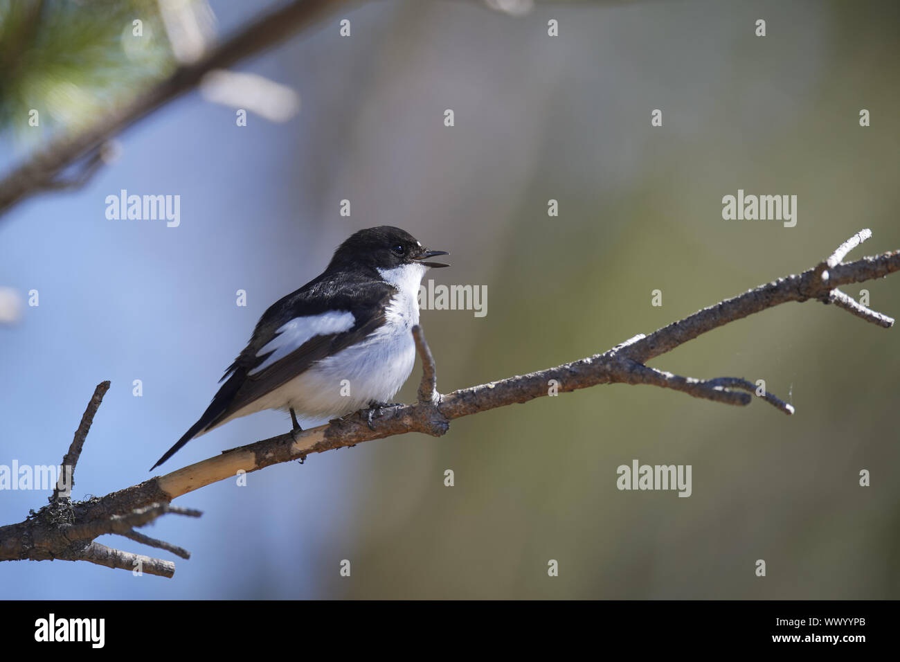 Pied flycatcher birds hi-res stock photography and images - Alamy