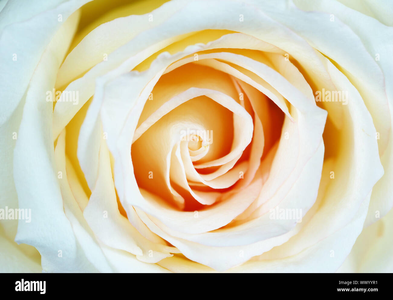 macro of white rose with water drops Stock Photo - Alamy