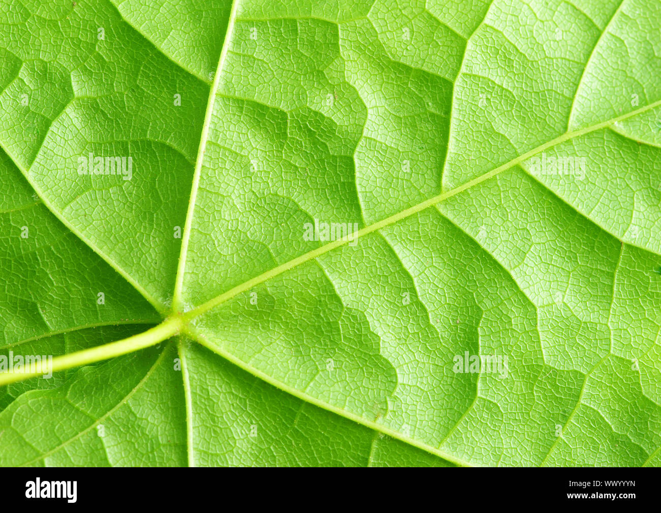 structure of leaf natural background Stock Photo - Alamy