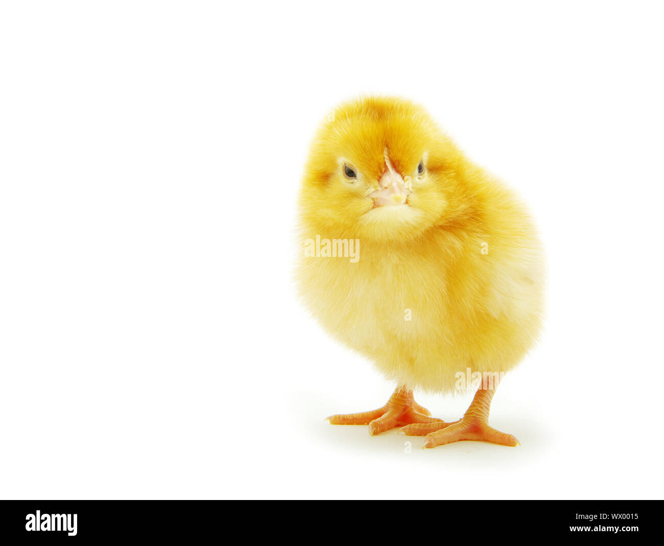 Cute little baby chicken isolated on white background Stock Photo - Alamy