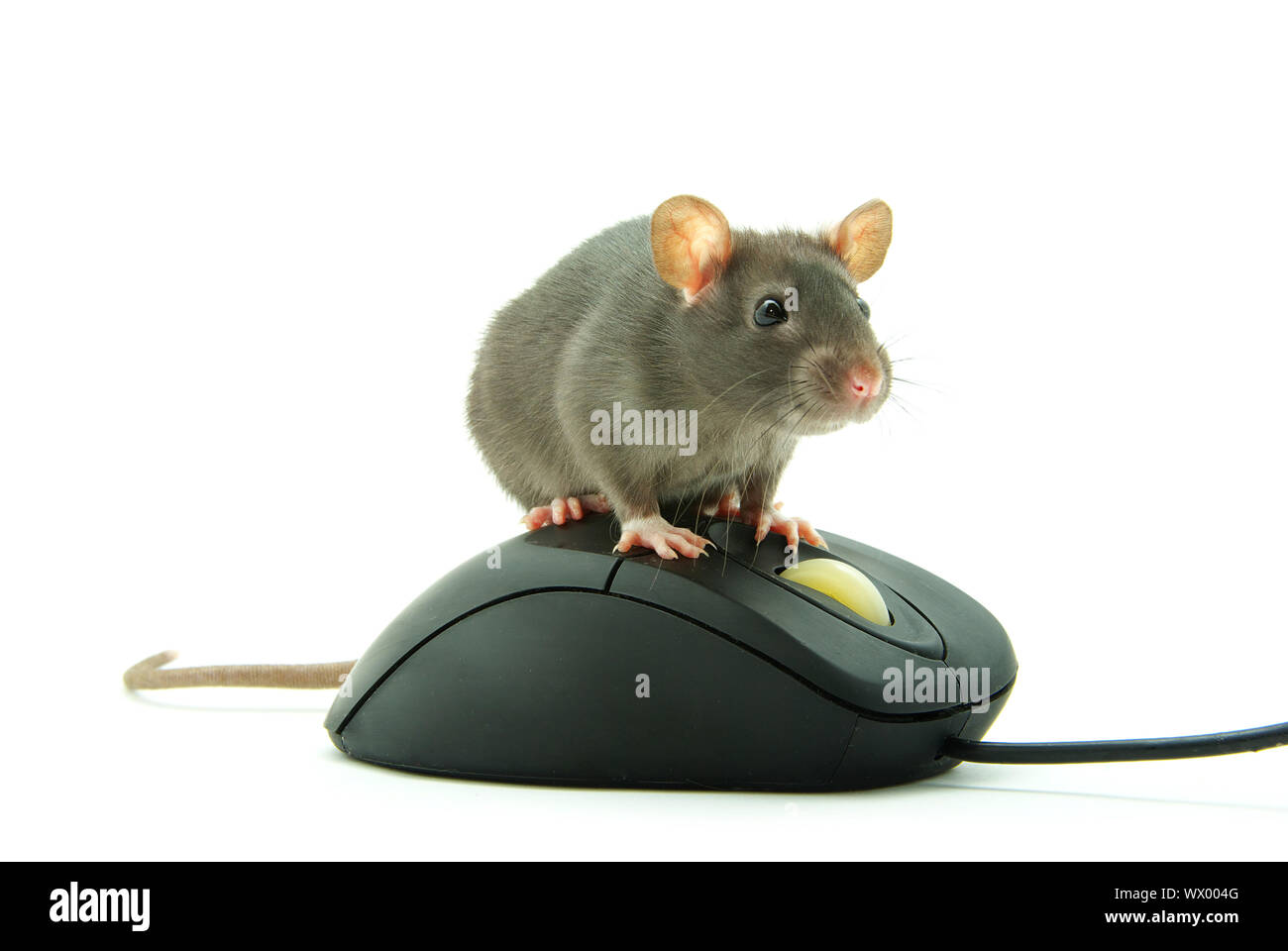 Rat and a computer mouse on white background Stock Photo - Alamy