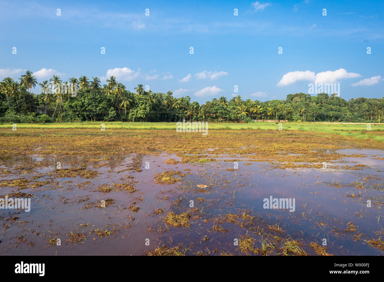 Paddy fields in the countryside in the southern province of Sri Lanka ...
