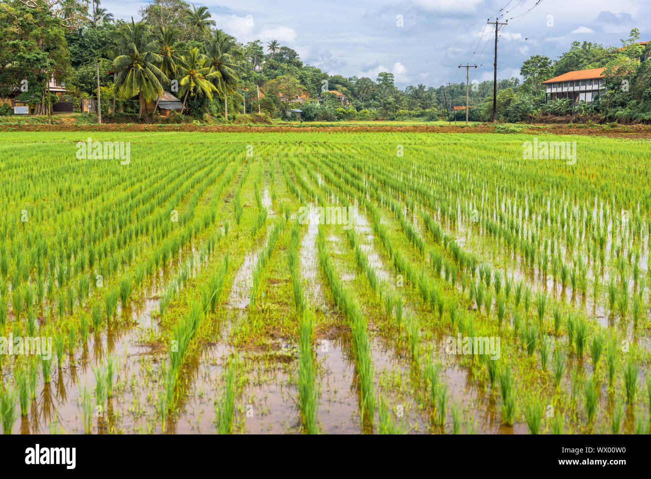 Agriculture and rice cultivation in Mirissa in the south of Sri Lanka ...