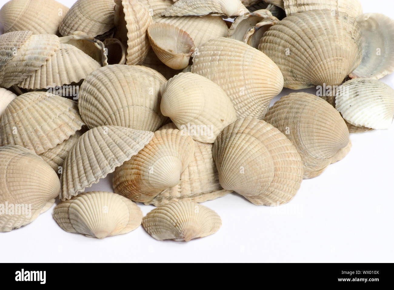 Shells detail hi-res stock photography and images - Alamy