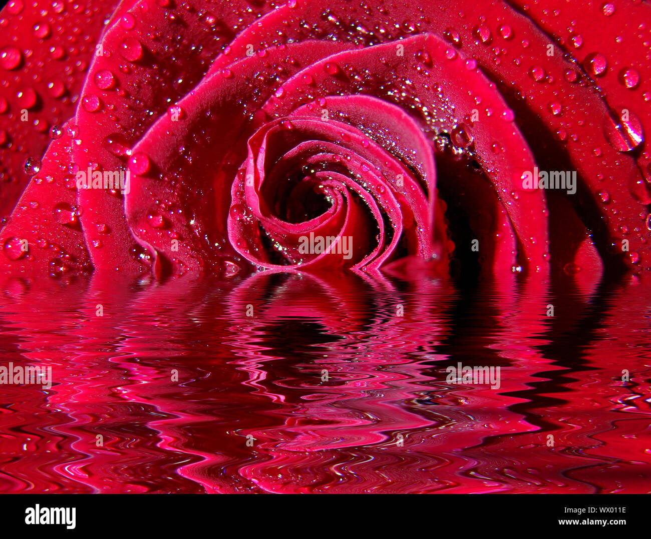 a close-up of a red rose Stock Photo - Alamy
