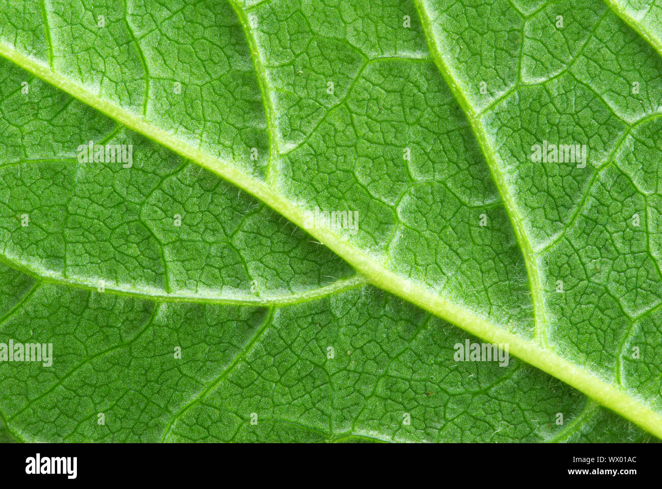 structure of leaf natural background Stock Photo - Alamy