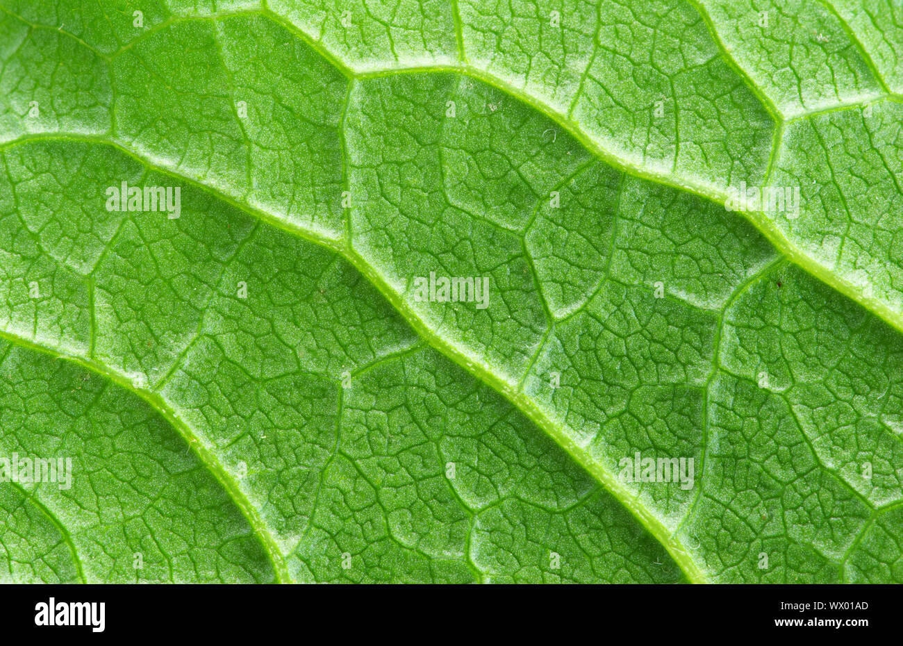 structure of leaf natural background Stock Photo - Alamy