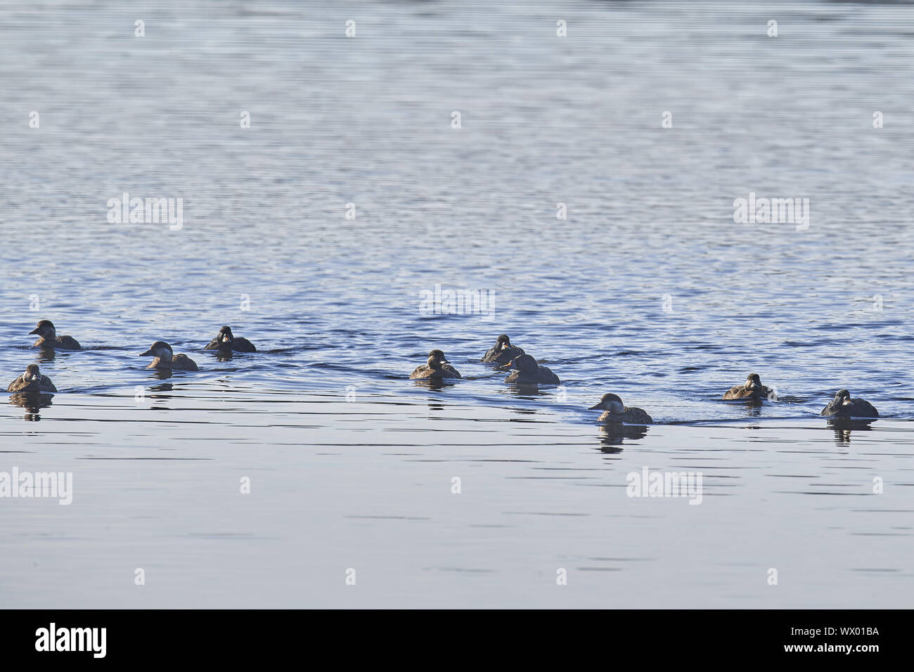 Common european ducks hi-res stock photography and images - Alamy