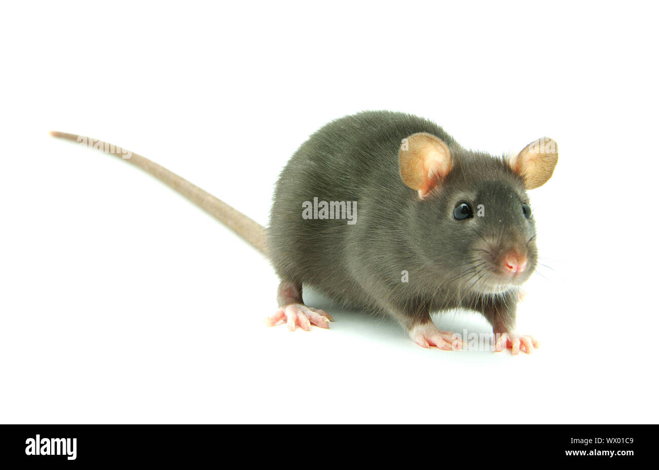 funny rat isolated on white background Stock Photo - Alamy