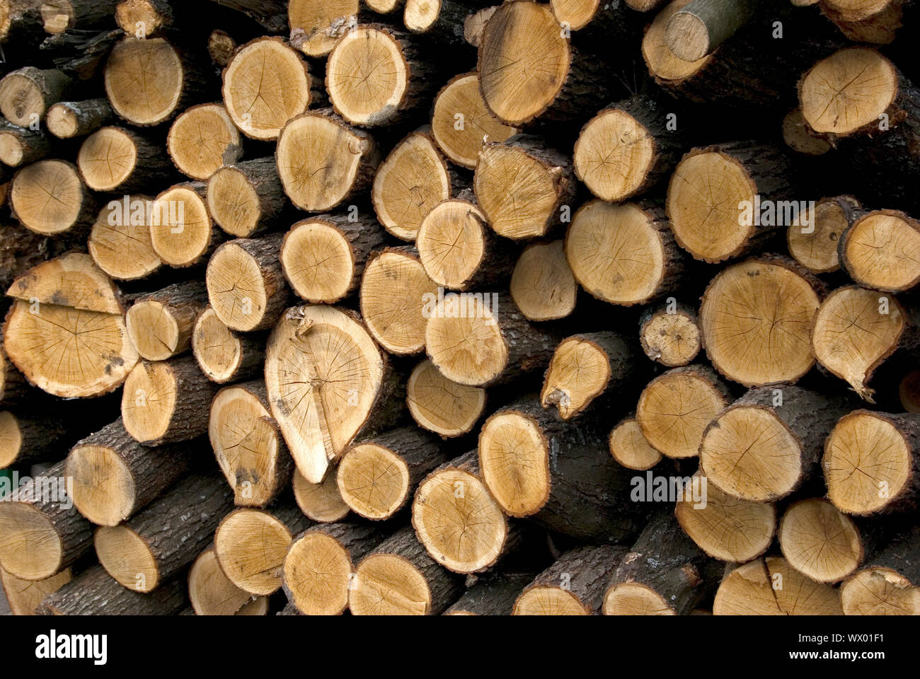 Wood logs ready processing hi-res stock photography and images - Alamy
