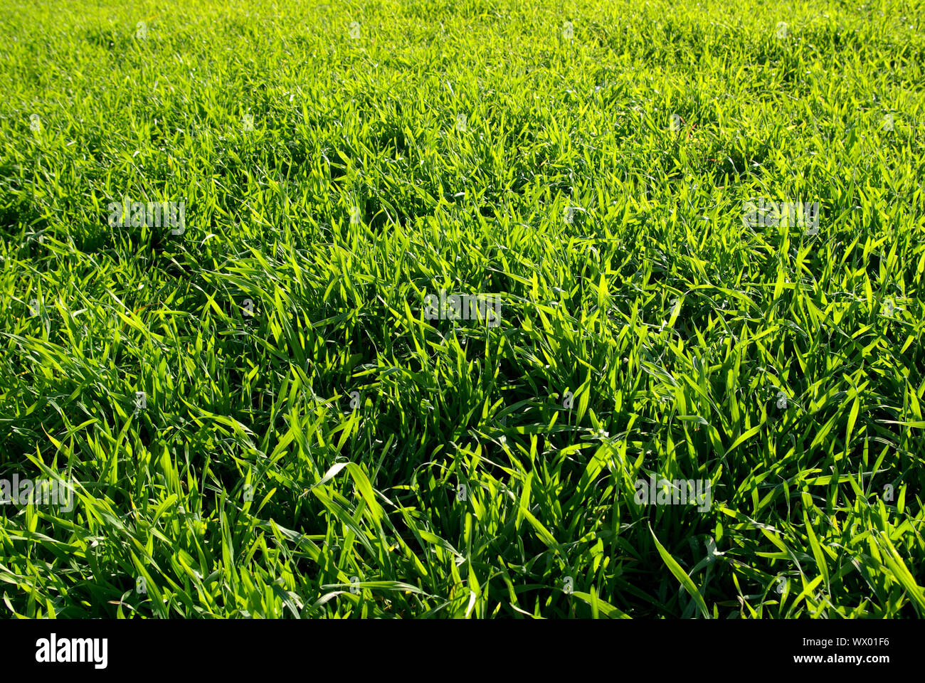 Beautiful green lawn freshly mowed Stock Photo - Alamy