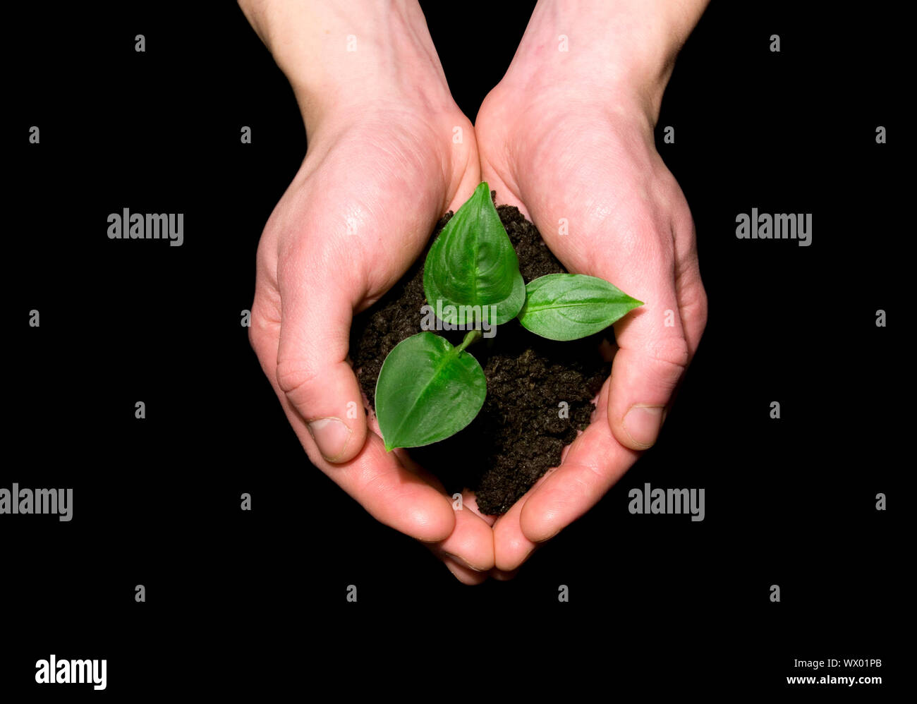 Hands holding sapling in soil Stock Photo - Alamy
