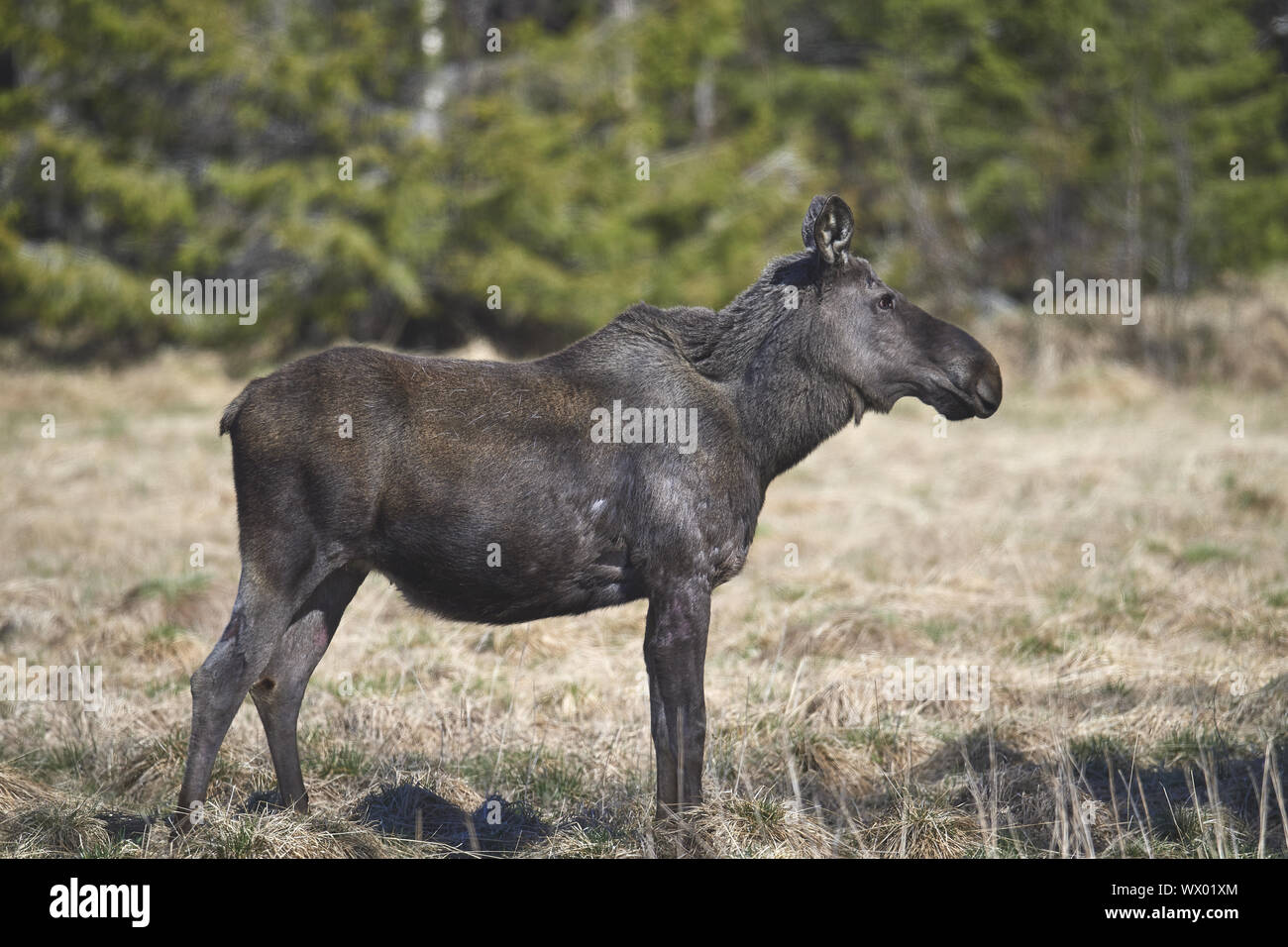 Mammals european hi-res stock photography and images - Alamy
