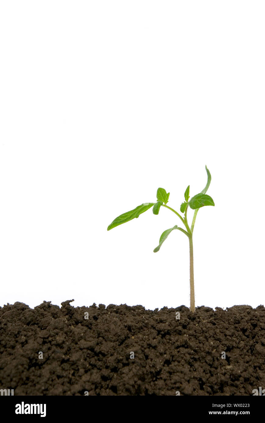 Little green plant on white background Stock Photo - Alamy