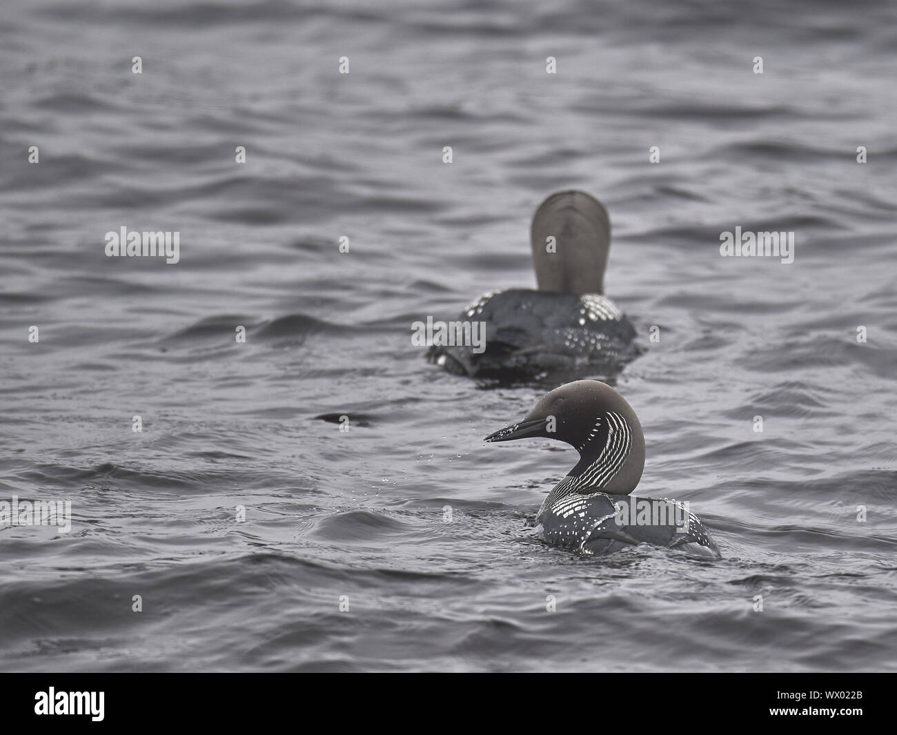 Sea loon hi-res stock photography and images - Alamy