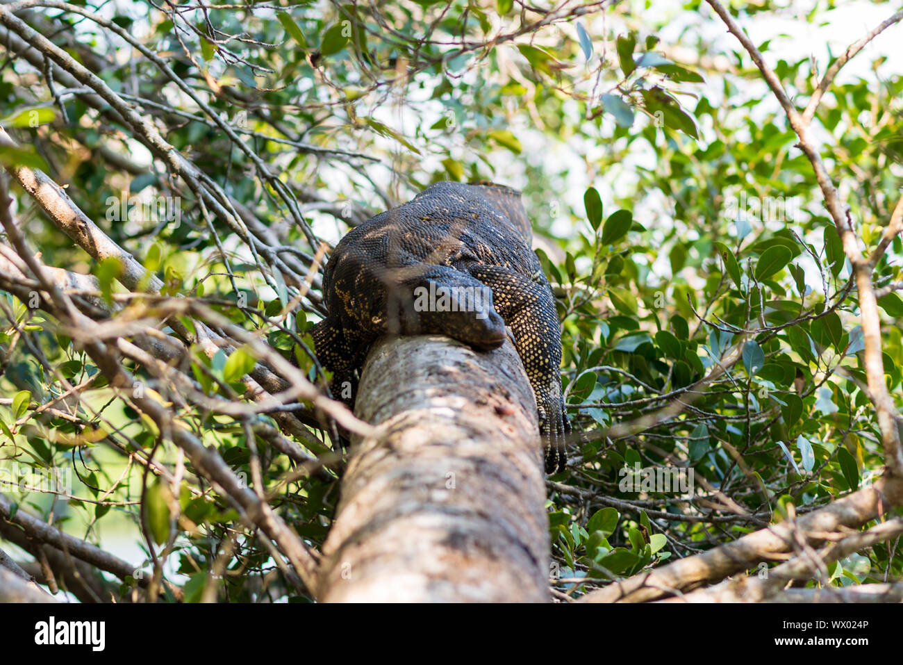Asian water monitor tree hi-res stock photography and images - Alamy