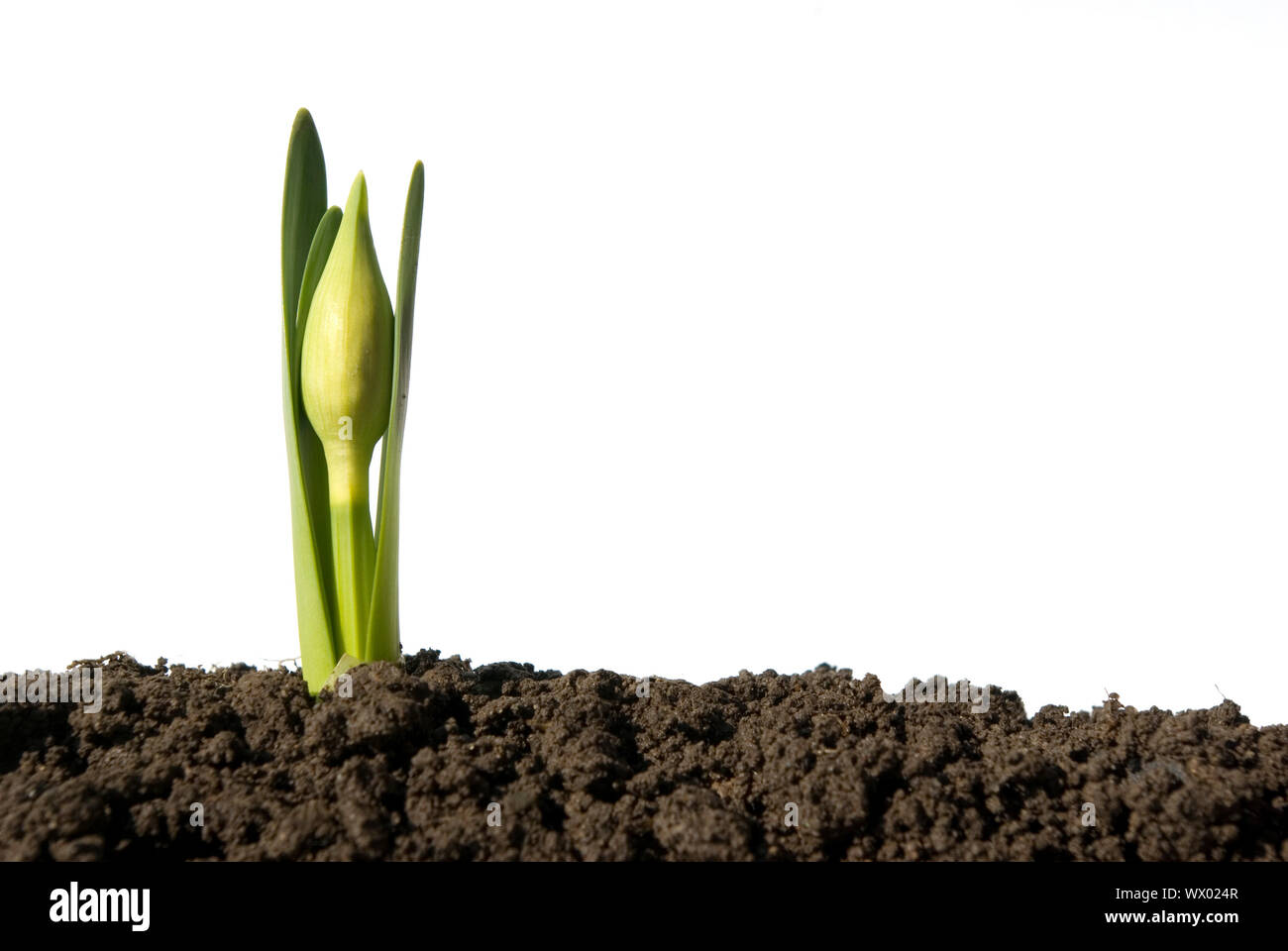 Little green plant on white background Stock Photo - Alamy