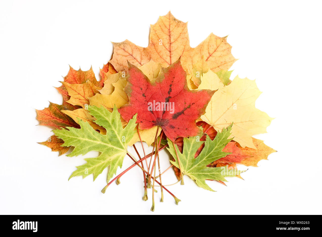 Autumn leaves sycamore tree Cut Out Stock Images & Pictures - Alamy