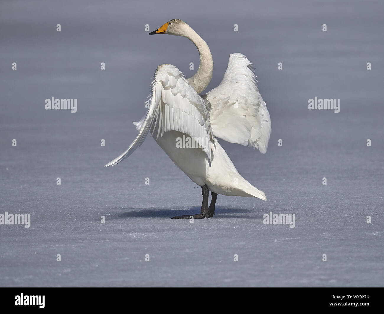 Flying whooper swans hi-res stock photography and images - Alamy