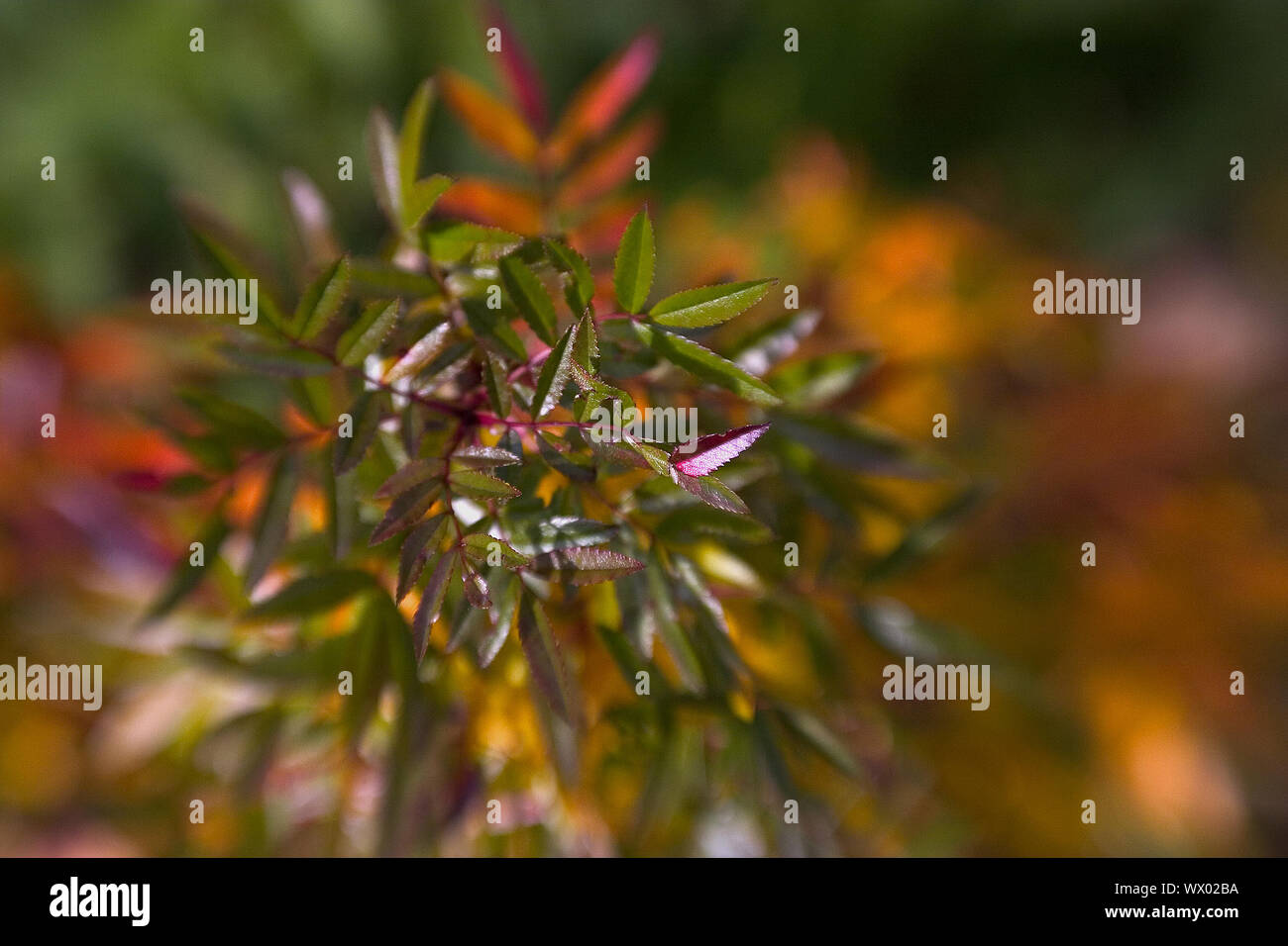 Lensbaby effect hi-res stock photography and images - Alamy