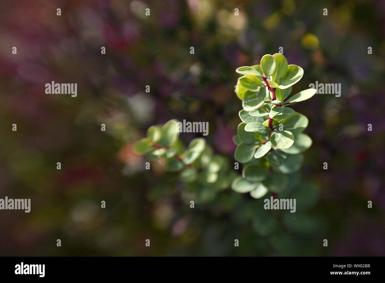 Lensbaby effect hi-res stock photography and images - Alamy
