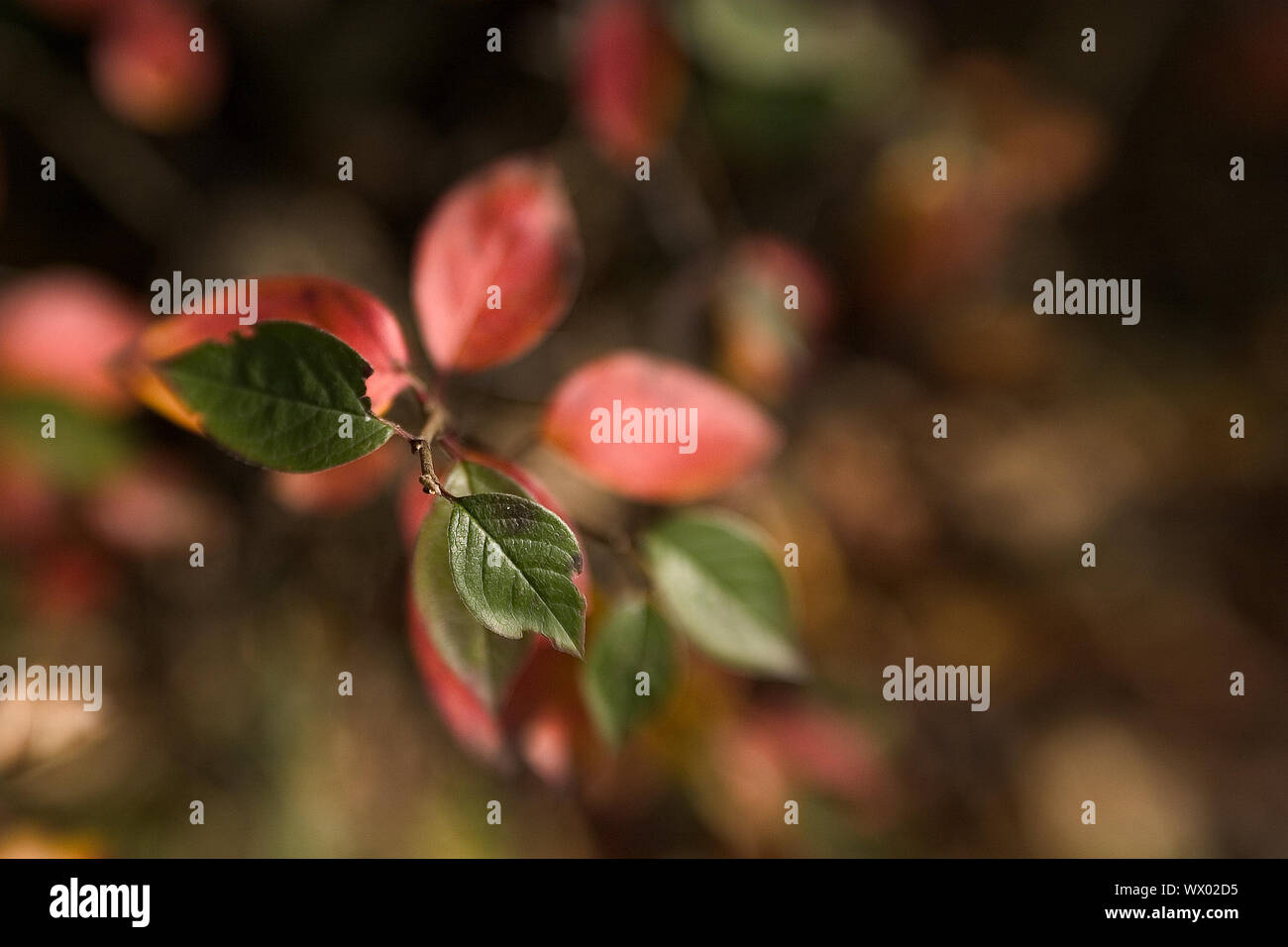 Because of lensbaby effect hi-res stock photography and images - Alamy