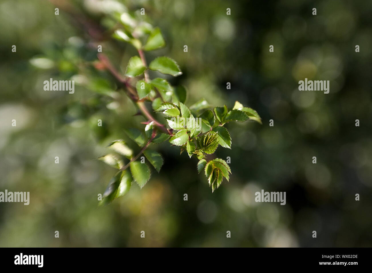 Lensbaby effect hi-res stock photography and images - Alamy