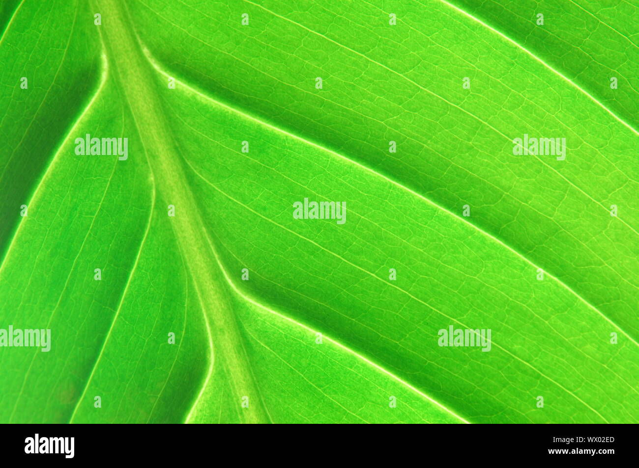 texture or structure of a green leaf Stock Photo - Alamy