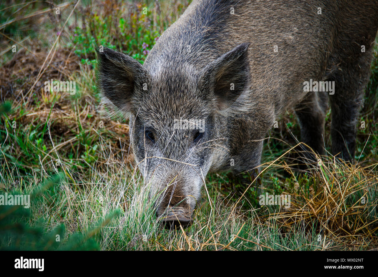 Wild grey piglet with black patch grazes on forest meadow Stock Photo ...