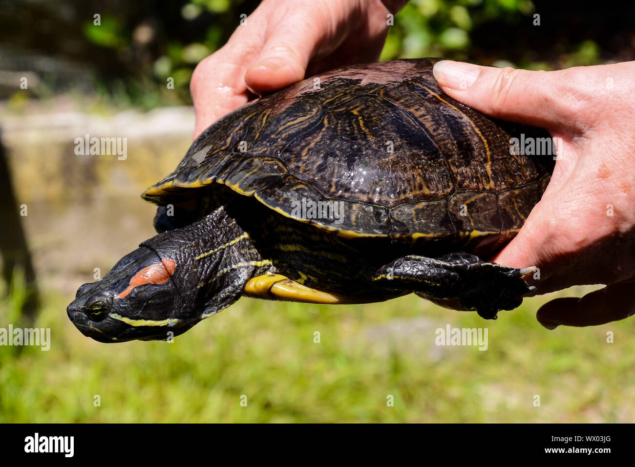 Common turtle hi-res stock photography and images - Alamy