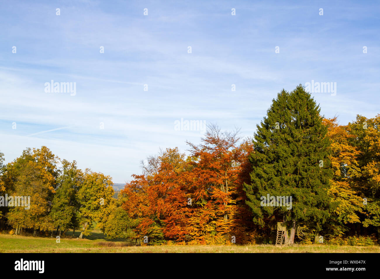 Group of trees in autumn robe Stock Photo - Alamy