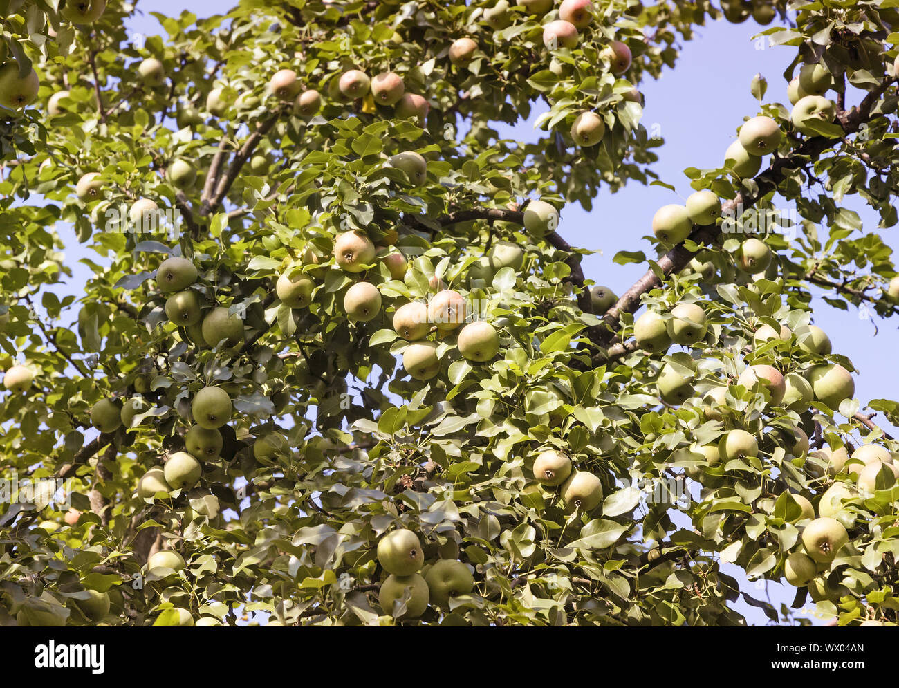 Pear growth hi-res stock photography and images - Alamy