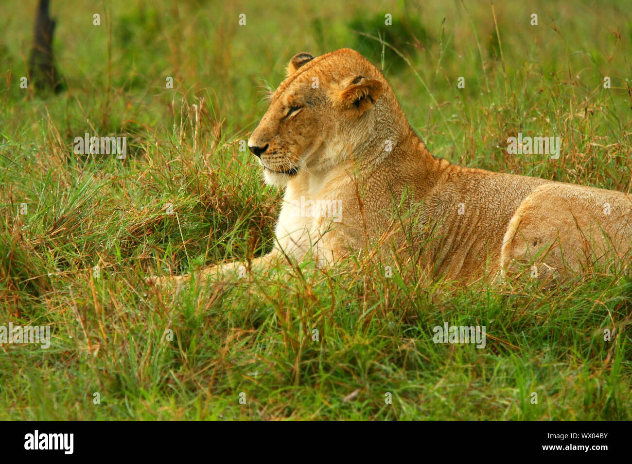 Wild African Lioness Stock Photo - Alamy