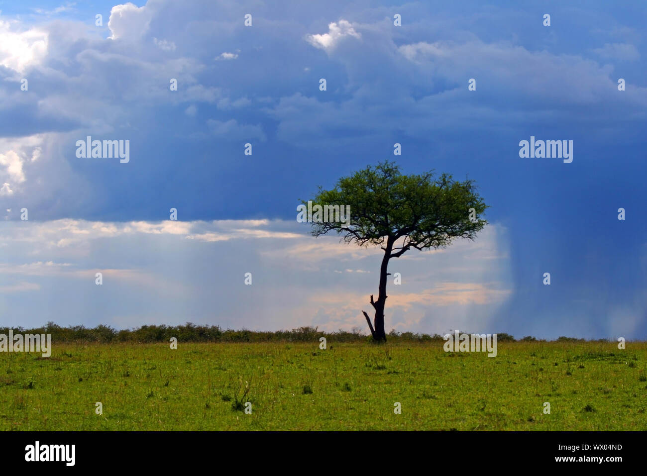 African peace tree hi-res stock photography and images - Alamy