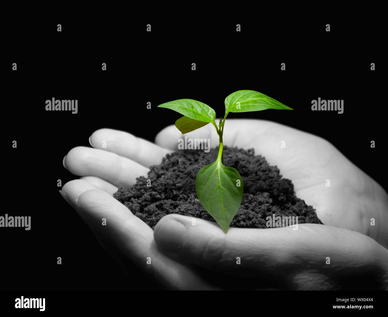 Hands holding sapling in soil Stock Photo - Alamy