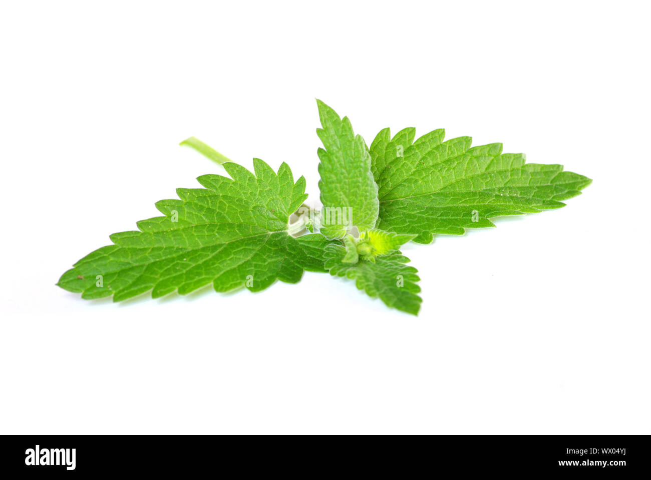 Green mint isolated on white background Stock Photo - Alamy