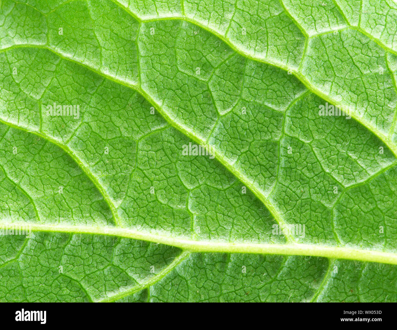 structure of leaf natural background Stock Photo - Alamy