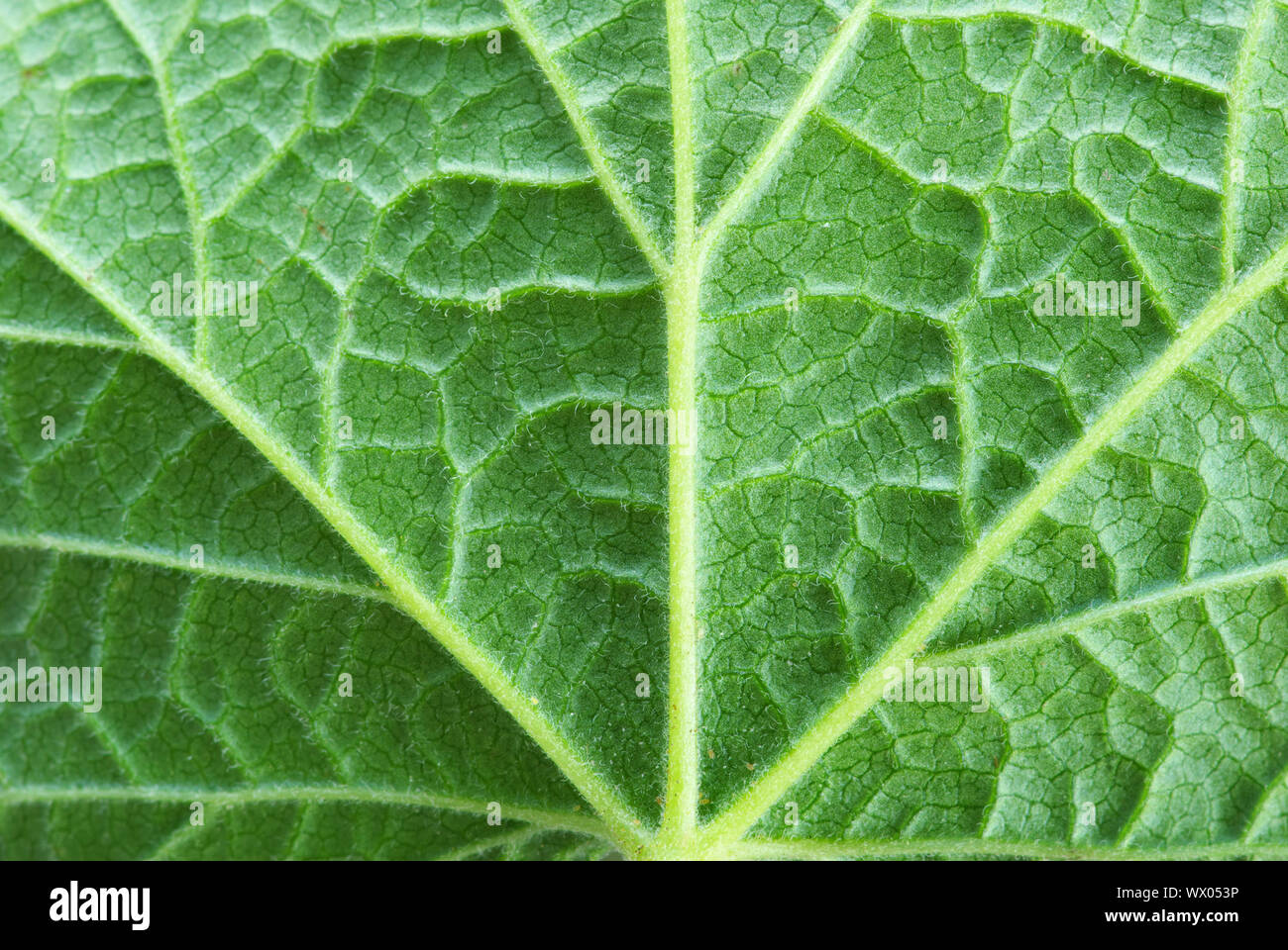 structure of leaf natural background Stock Photo - Alamy