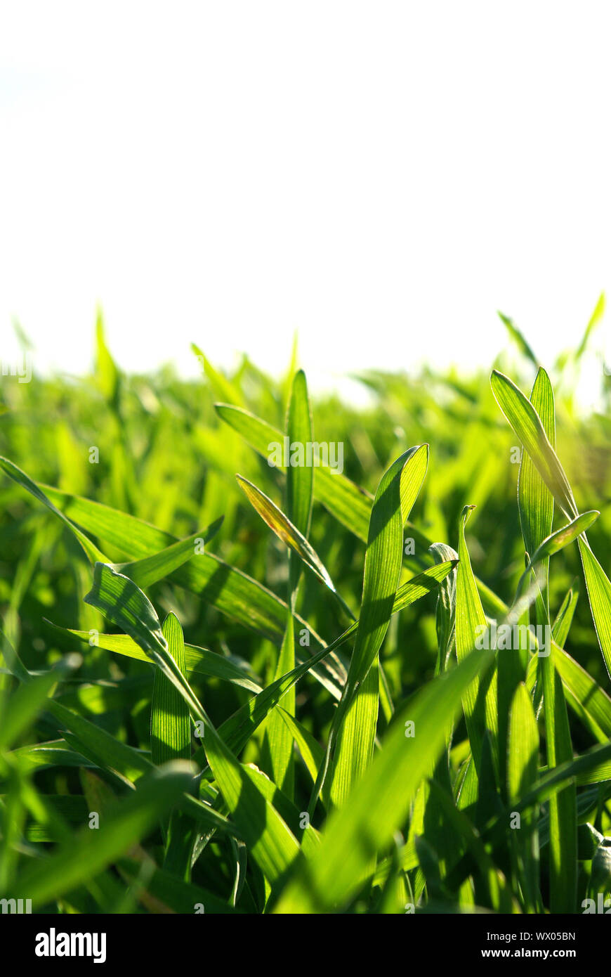 Beautiful green lawn freshly mowed hi-res stock photography and images ...