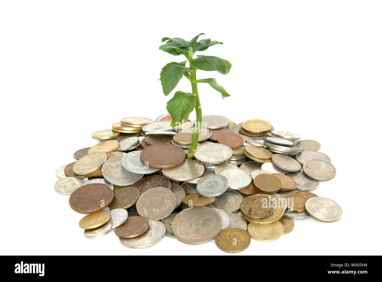 Coins and plant isolated on white background Stock Photo - Alamy