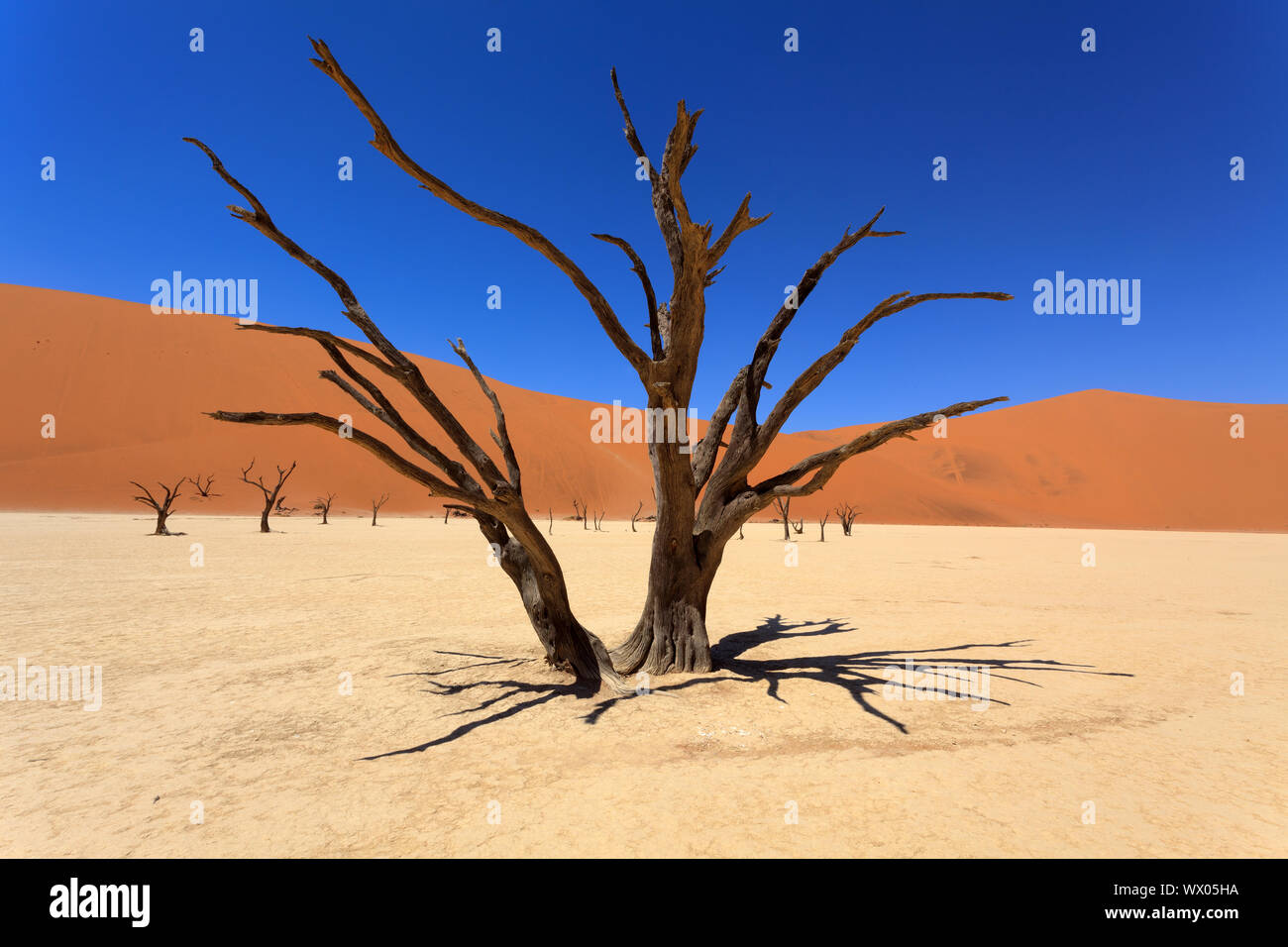 Dead Vlei in the Namib Naukluft national park in Namibia Stock Photo ...