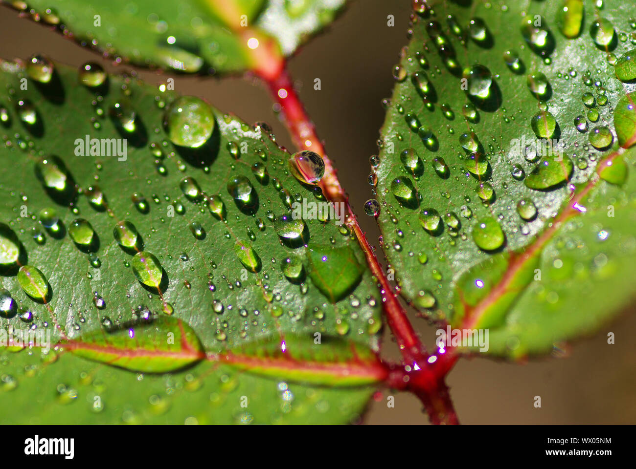 green background with rain drops Stock Photo - Alamy