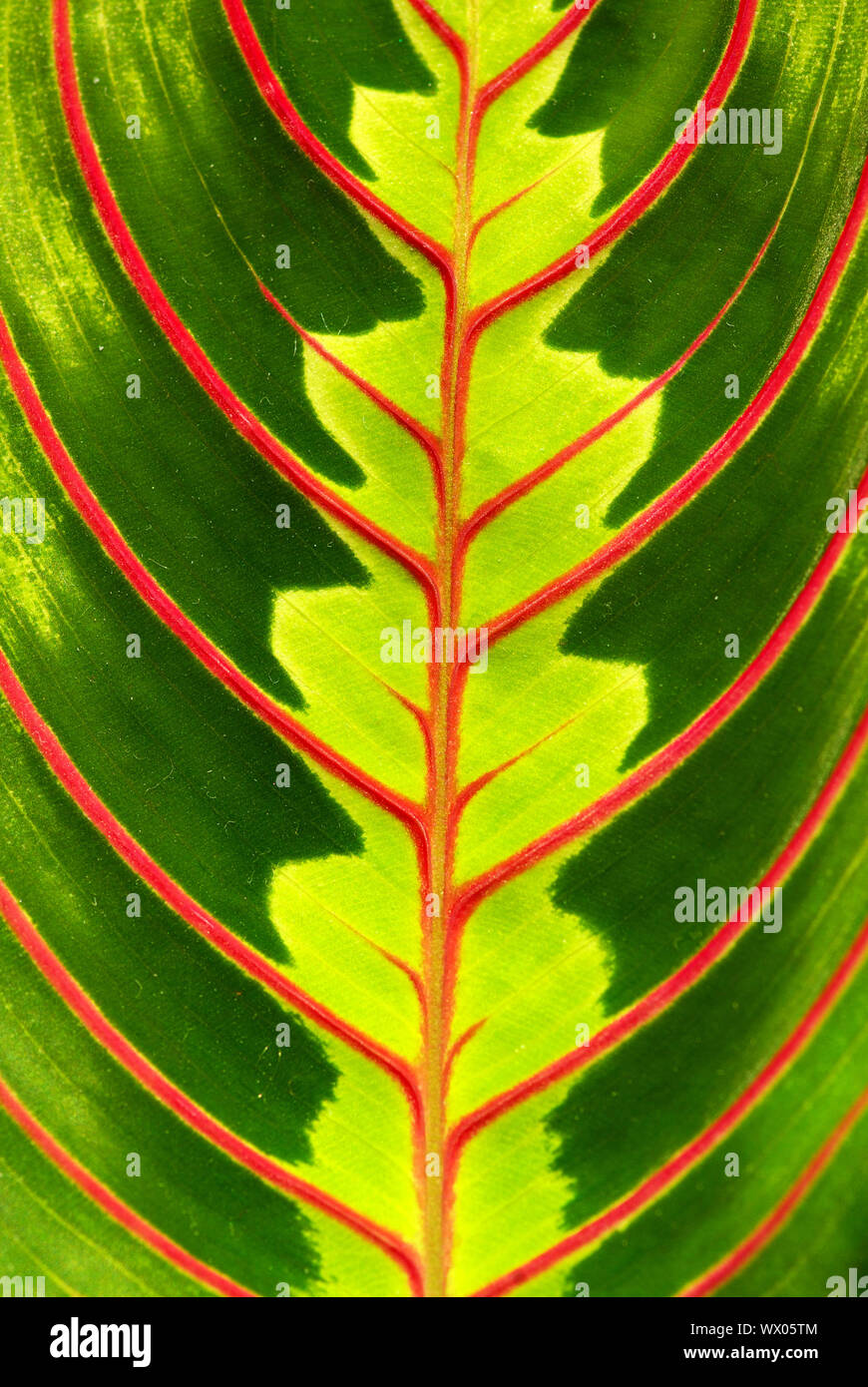 structure of leaf natural background Stock Photo - Alamy